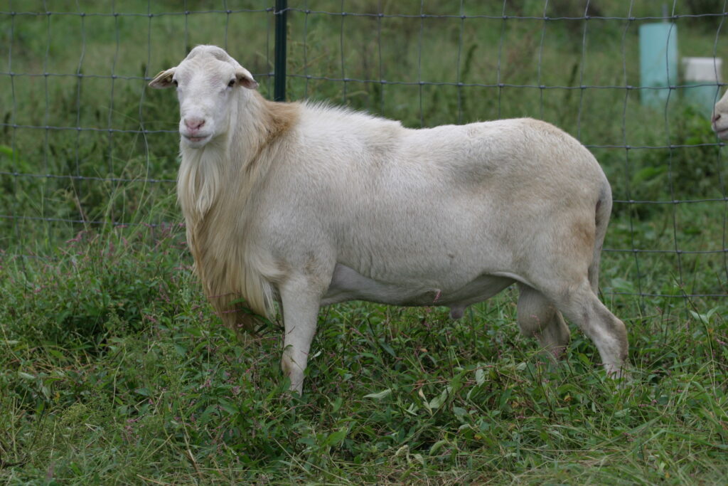 Breed Standard for St. Croix Hair Sheep