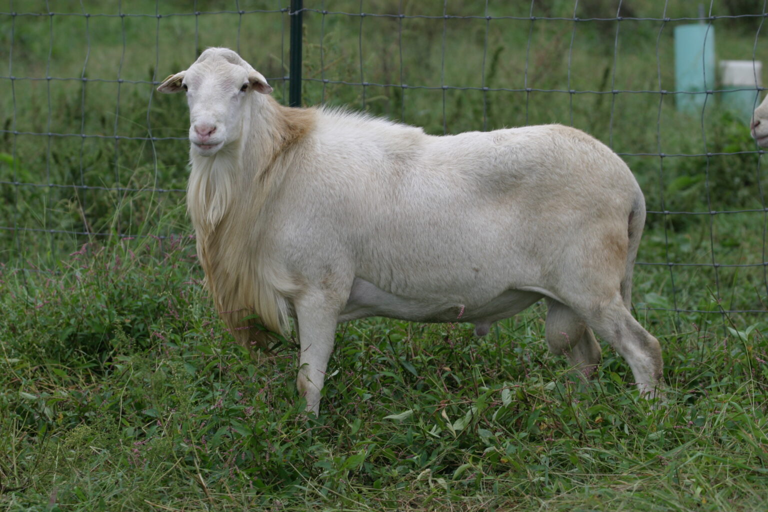 Breed Standard for St. Croix Hair Sheep