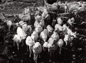 History of St. Croix Hair Sheep