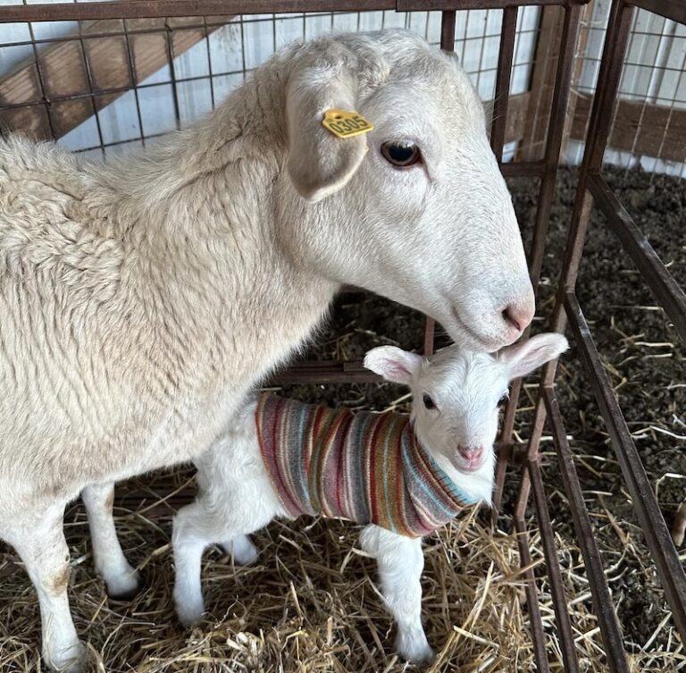 Lambing at Aldenwood Farm - St. Croix Hair Sheep Breeders