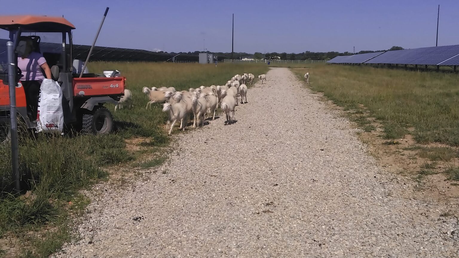 Solar Grazing and St. Croix - St. Croix Hair Sheep Breeders